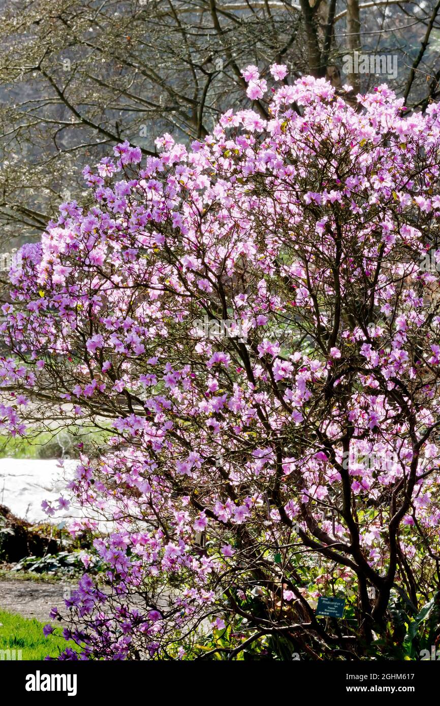 Rhododendron 'Praecox' in bloom in a garden Stock Photo - Alamy