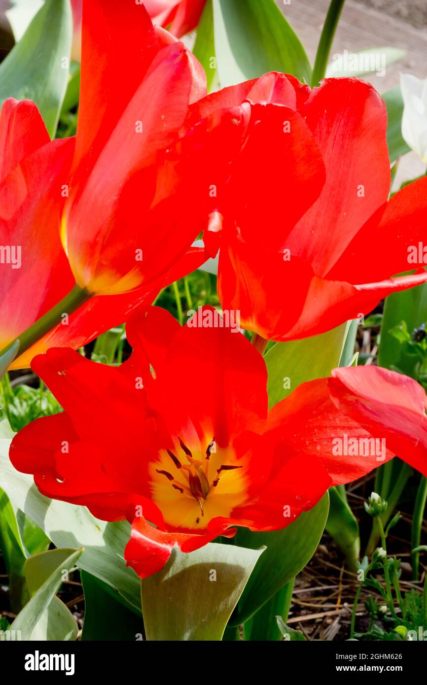 Foster's tulip 'Princeps' in bloom in a garden Stock Photo - Alamy