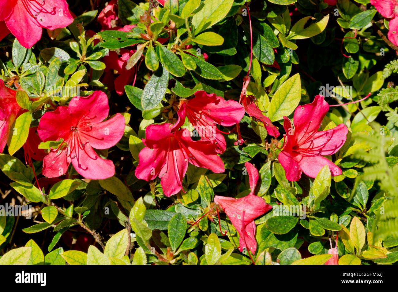 Azalea 'Arabesque' in bloom in a garden Stock Photo - Alamy