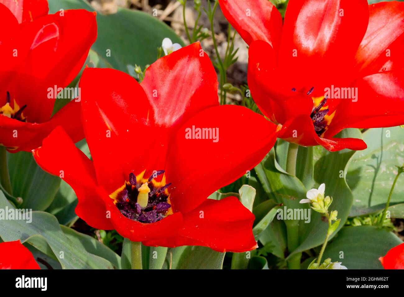 Foster's tulip 'Princeps' in bloom in a garden Stock Photo - Alamy