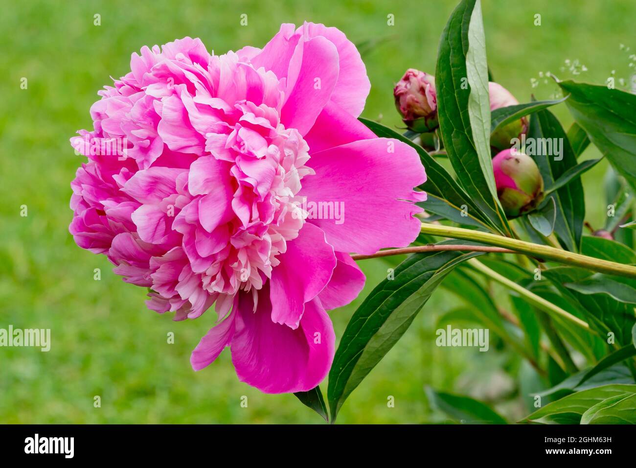 Peony 'Edulis Superba' in bloom in a garden Stock Photo - Alamy