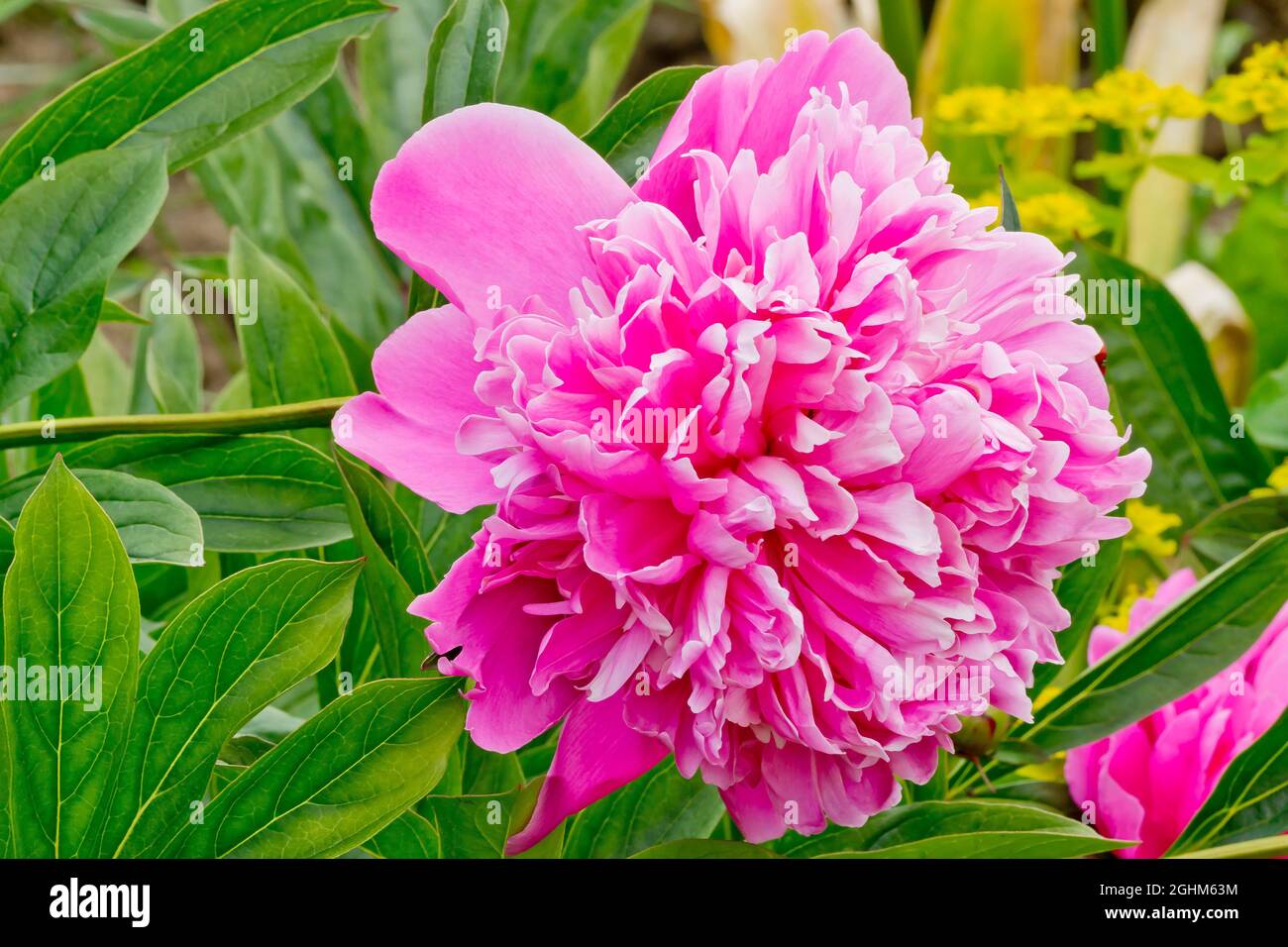 Peony 'Auguste Dessert' in bloom in a garden Stock Photo - Alamy