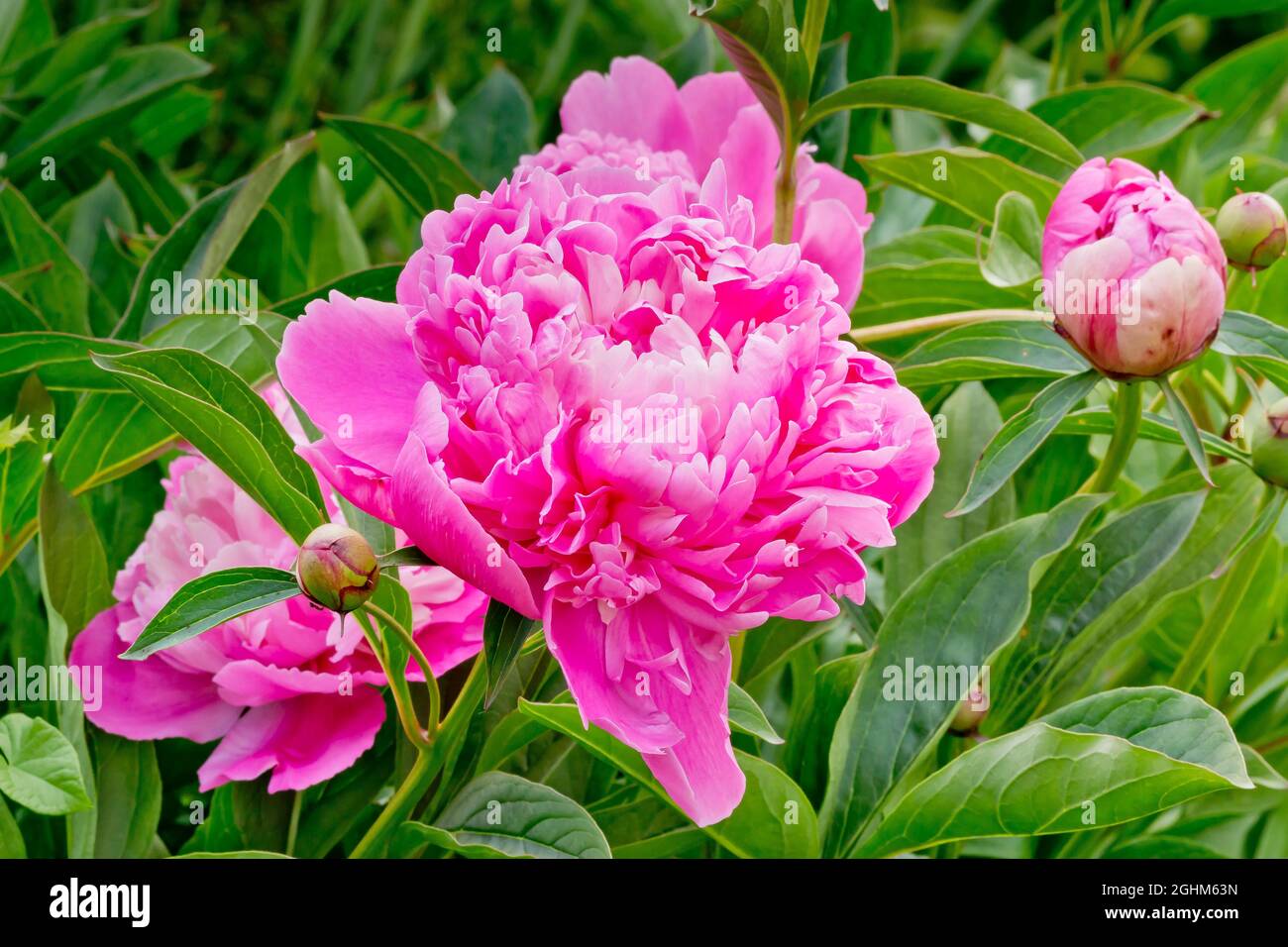 Peony 'Edulis Superba' in bloom in a garden Stock Photo - Alamy