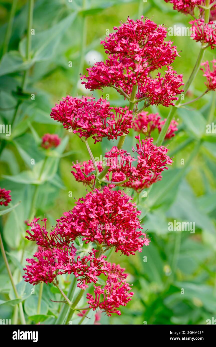 Centranthus rubra hi-res stock photography and images - Alamy