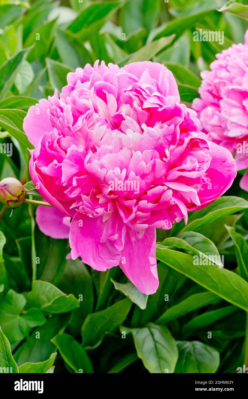 Peony 'Auguste Dessert' in bloom in a garden Stock Photo - Alamy