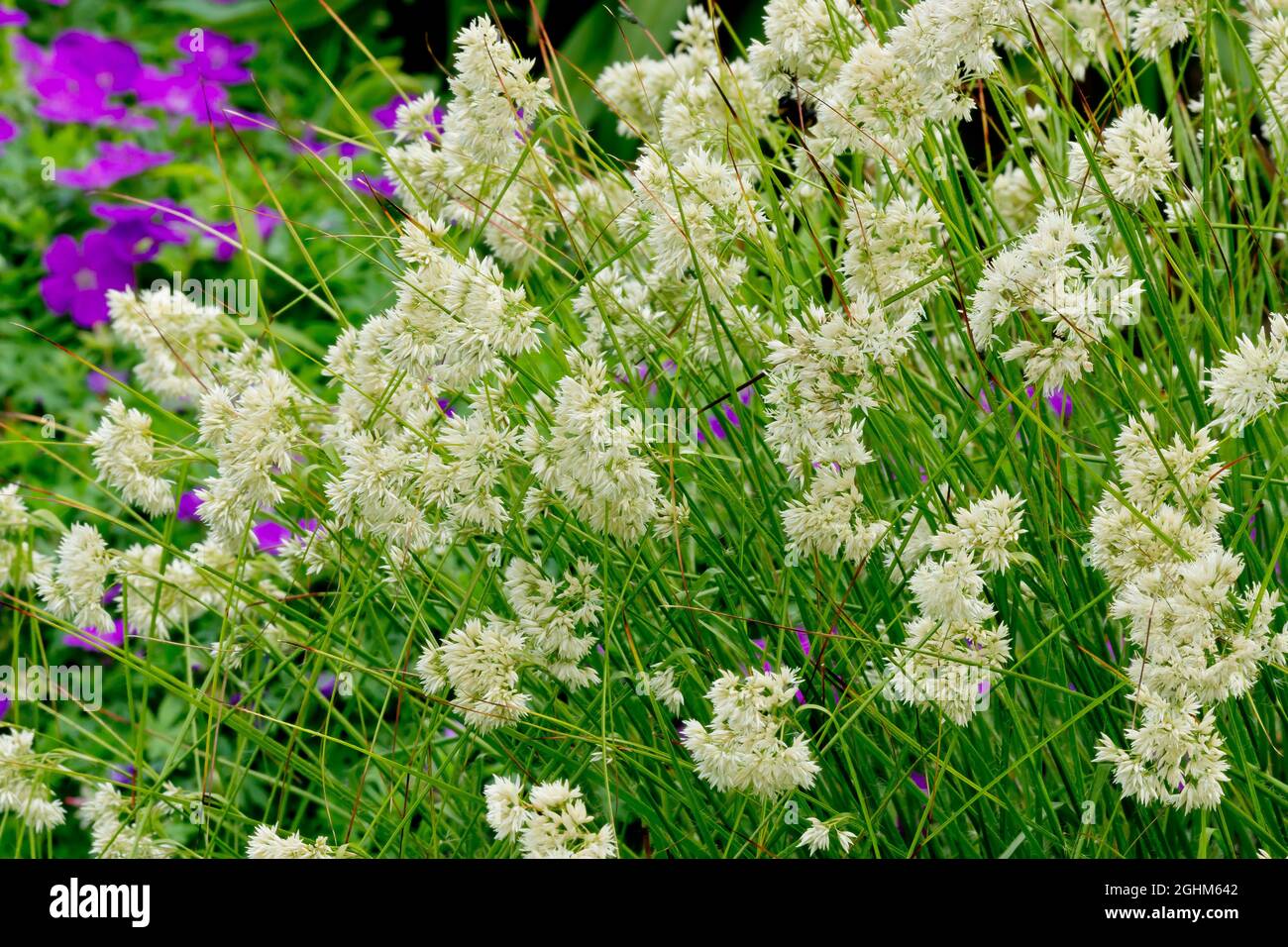Luzula sp hi-res stock photography and images - Alamy