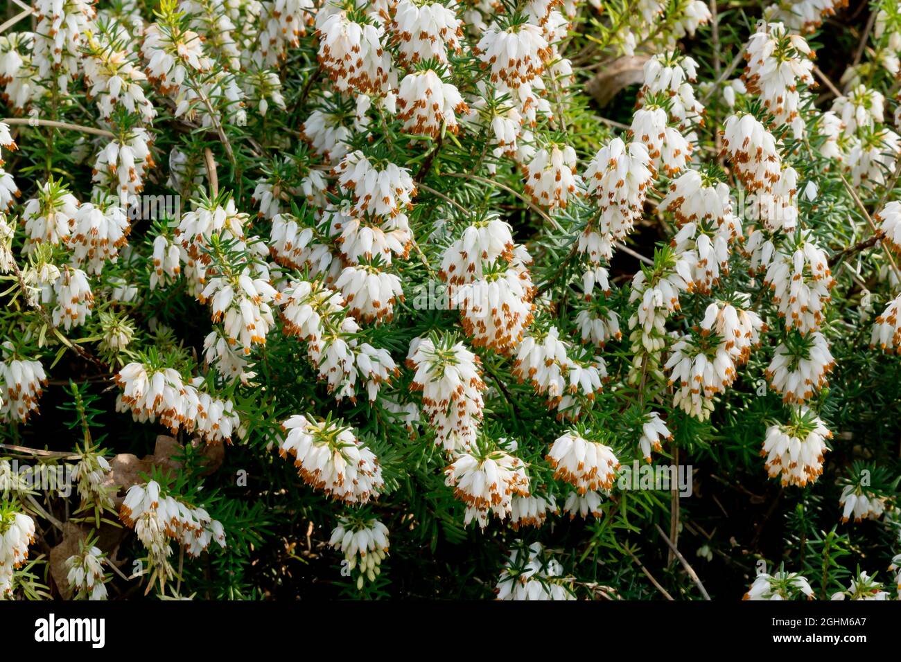 Erica darleyensis 'Springwood White' Stock Photo - Alamy