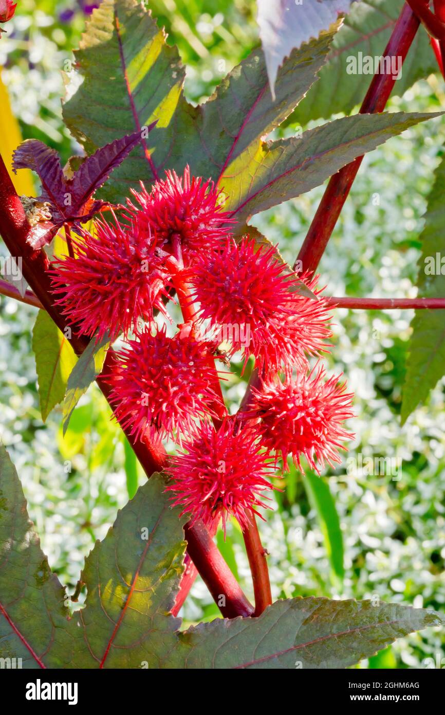 Ricinus communis 'Red Spire' Stock Photo - Alamy