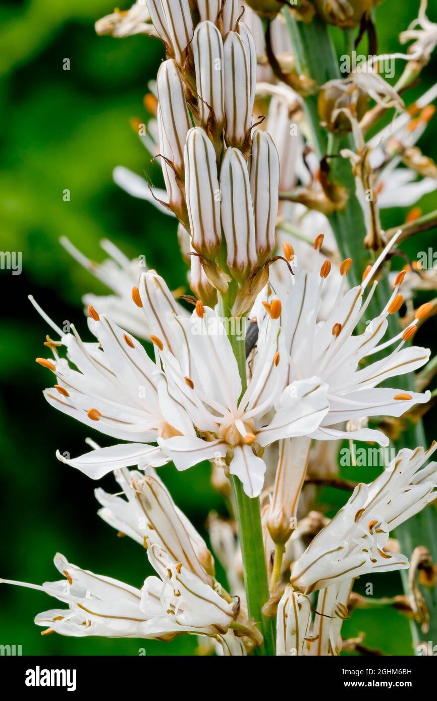 Asphodelus asphodelus sp hi-res stock photography and images - Alamy