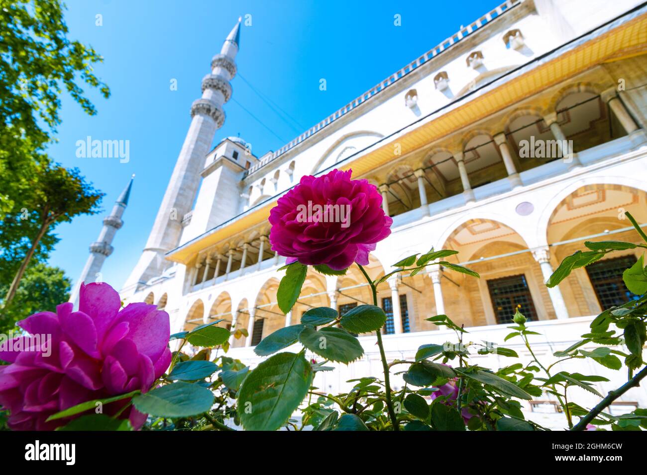 Pink roses in the garden of Suleymaniye Mosque in Istanbul Stock Photo ...