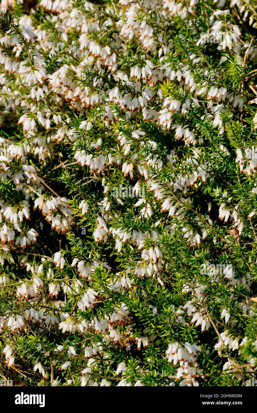 Erica darleyensis 'Springwood White' Stock Photo - Alamy