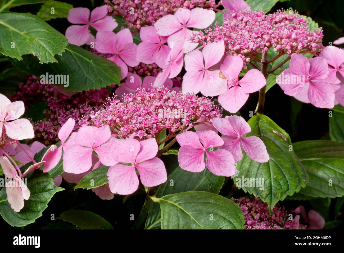 Hydrangea macrophylla mariesii hi-res stock photography and images - Alamy