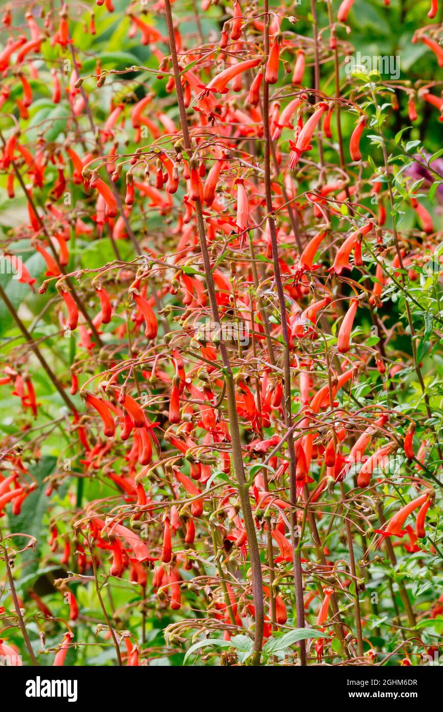 Real cape fuchsia phygelius capensis hi-res stock photography and ...