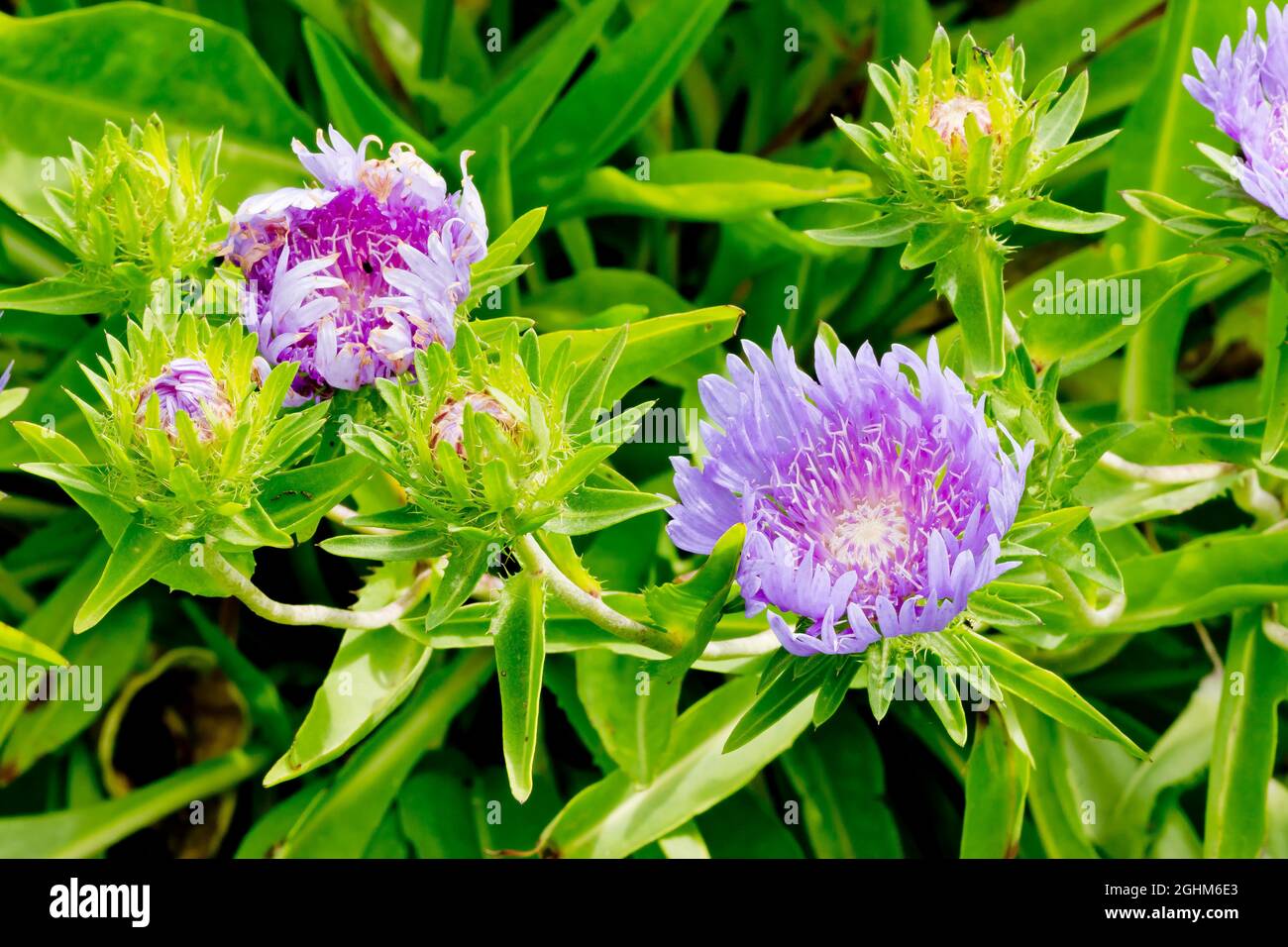 Stokesia laevis 'Blue Star' Stock Photo - Alamy