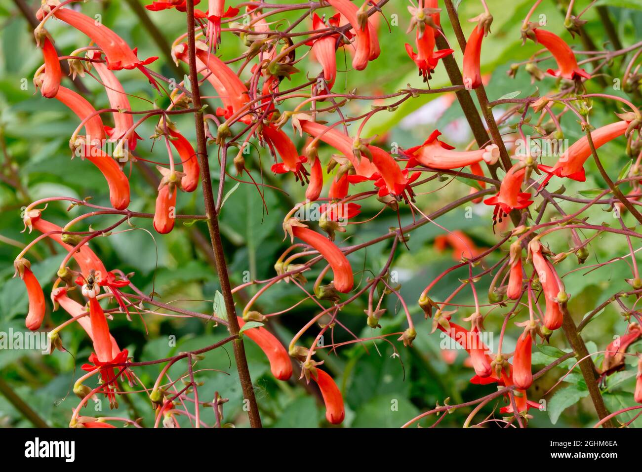 Real cape fuchsia phygelius capensis hi-res stock photography and ...