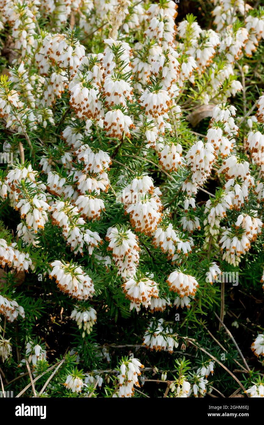 Erica darleyensis 'Springwood White' Stock Photo - Alamy