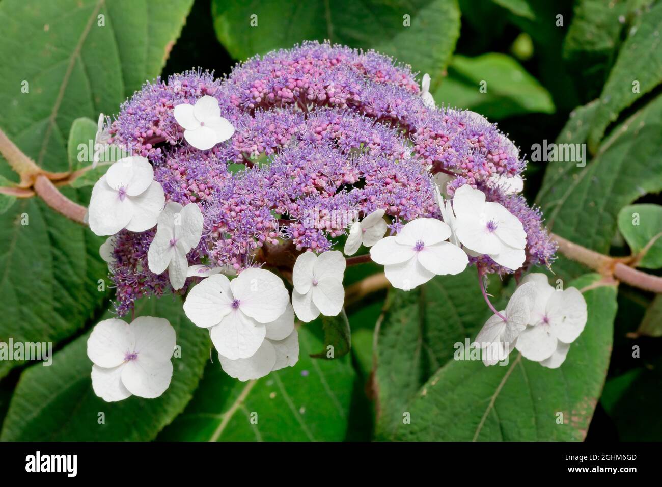 Hydrangea aspera ssp strigosa Stock Photo - Alamy