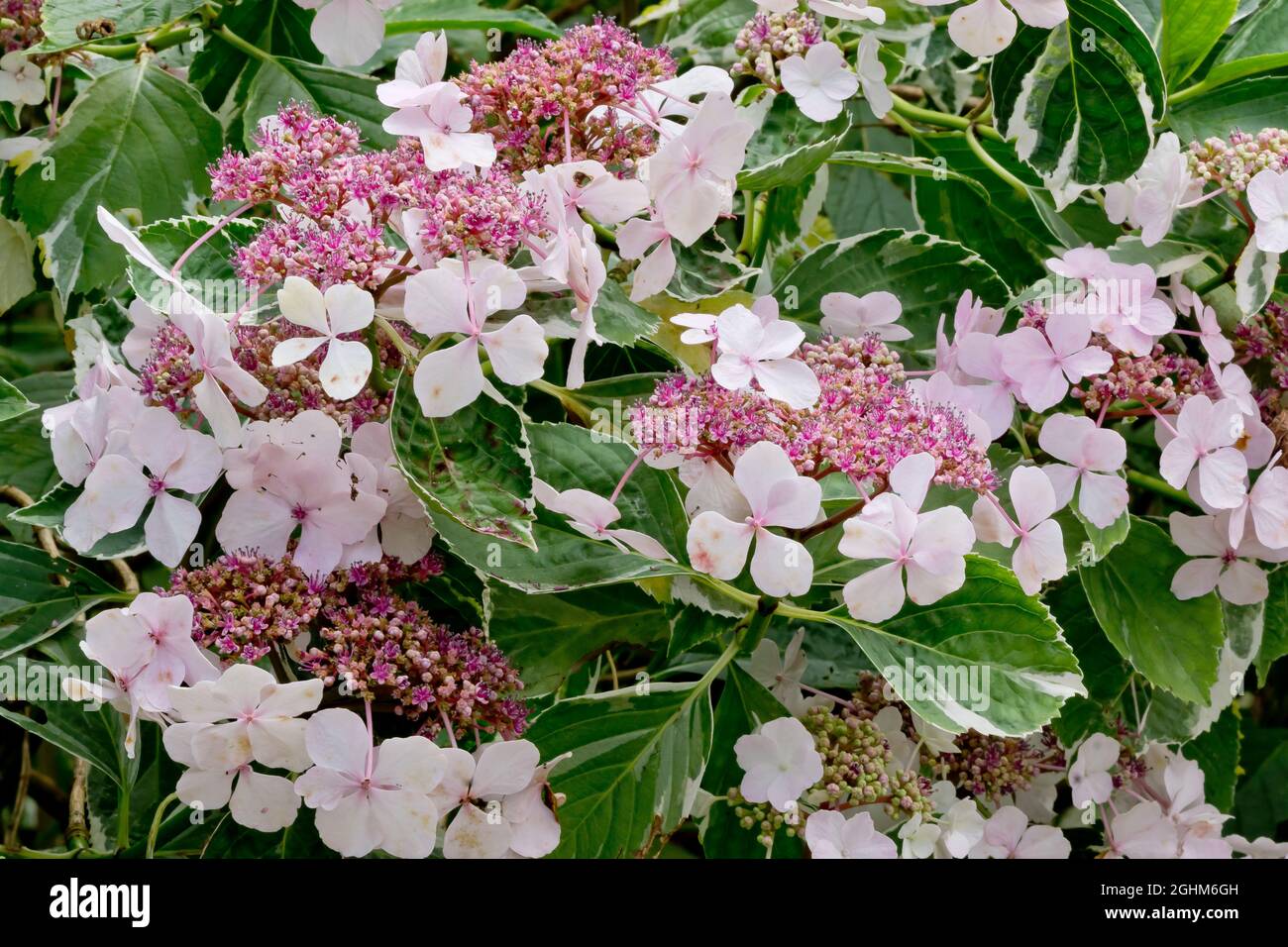 Hydrangea 'Variegata' in bloom in a garden Stock Photo - Alamy