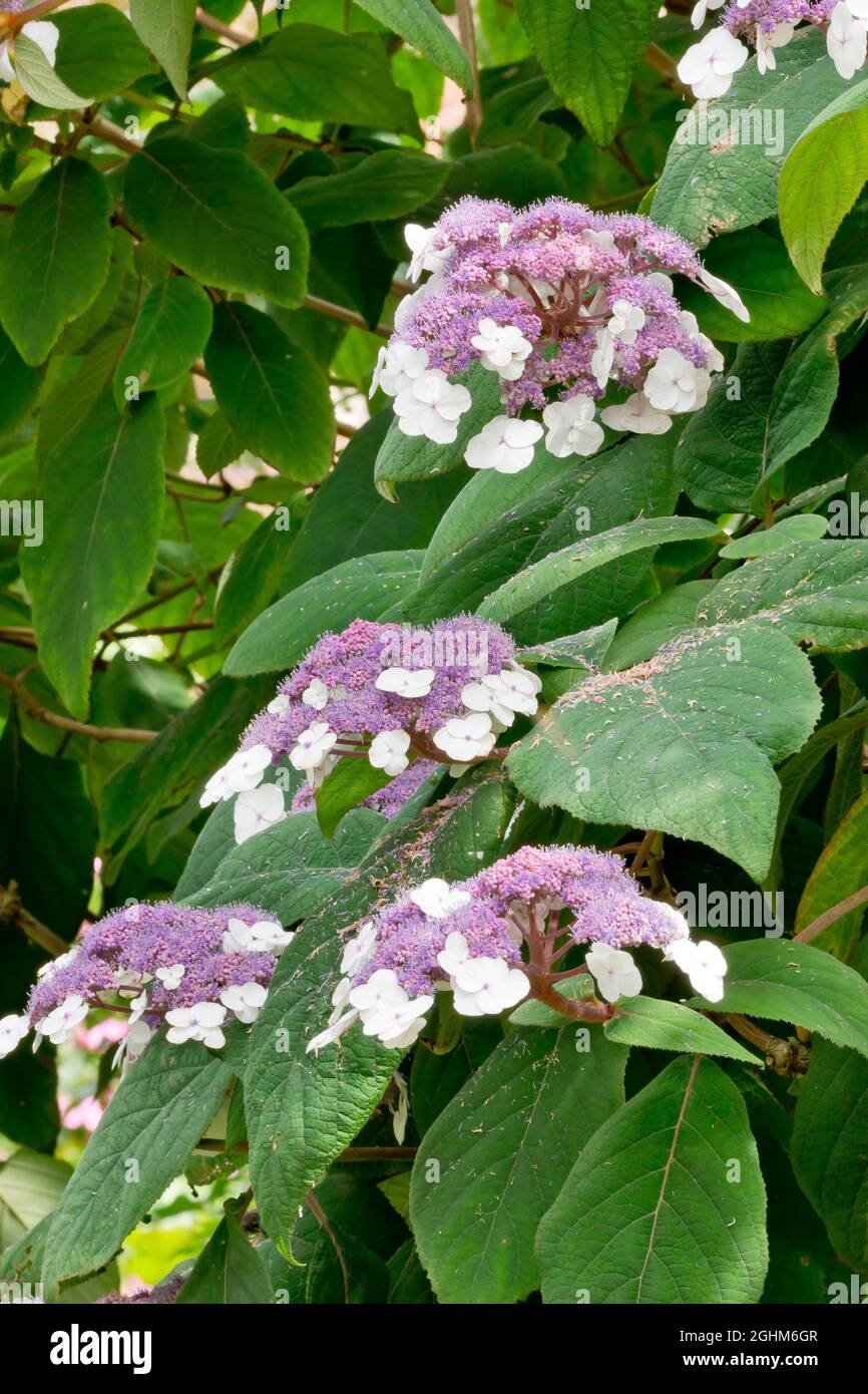 Hydrangea aspera hi-res stock photography and images - Alamy
