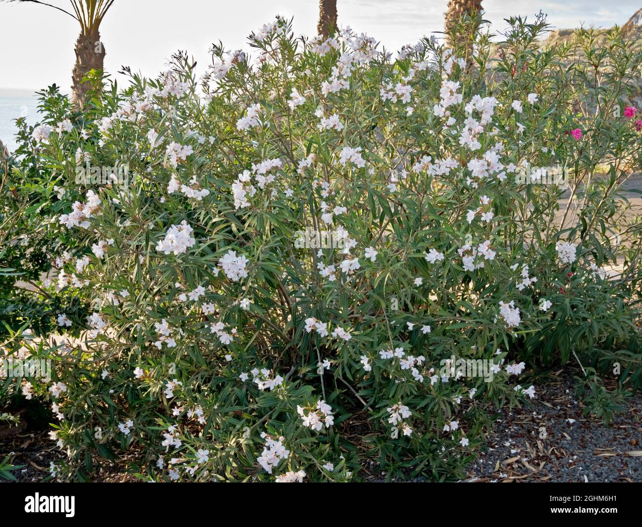 Nerium oleander 'Alsace' Stock Photo - Alamy