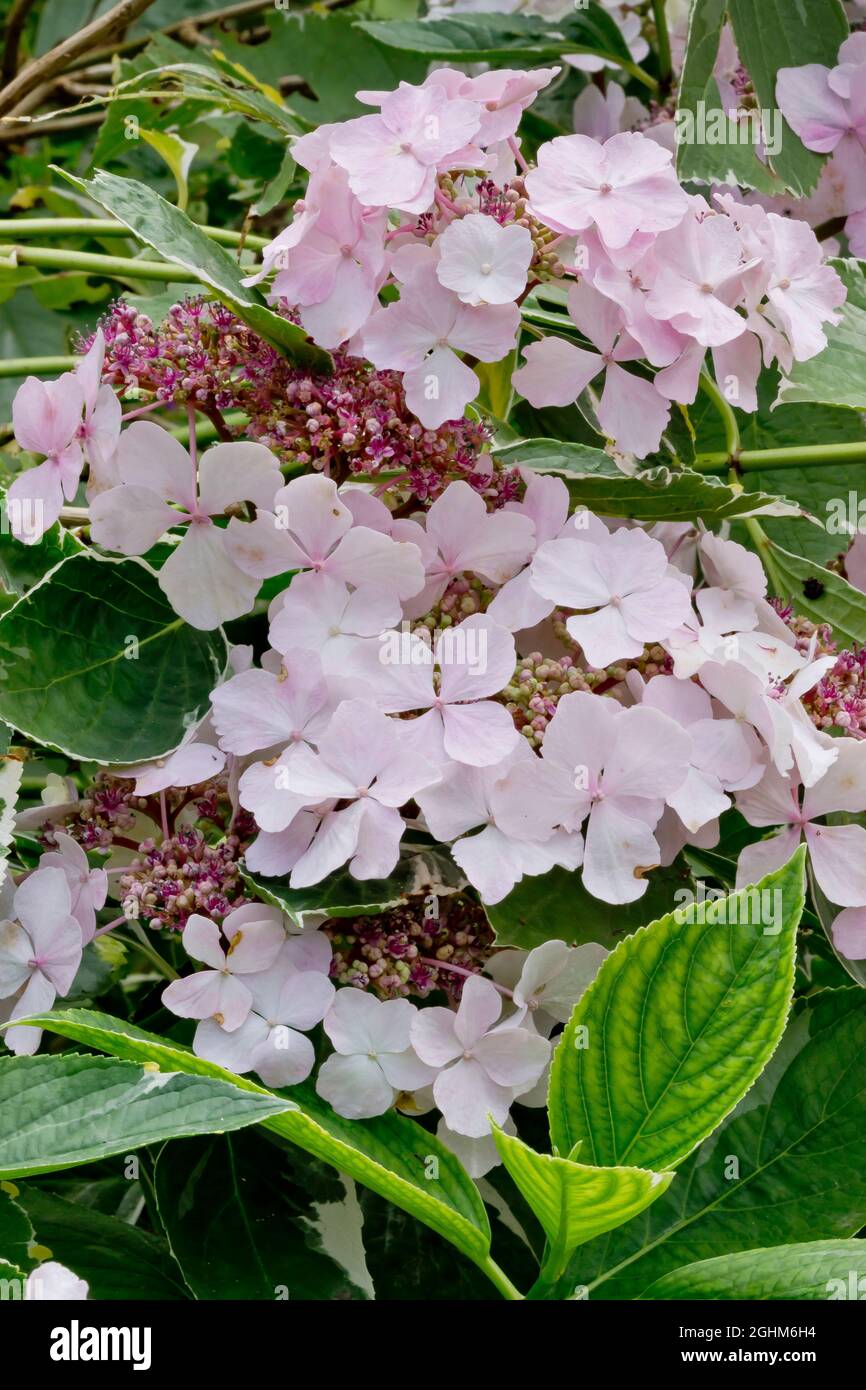 Hydrangea 'Variegata' in bloom in a garden Stock Photo - Alamy