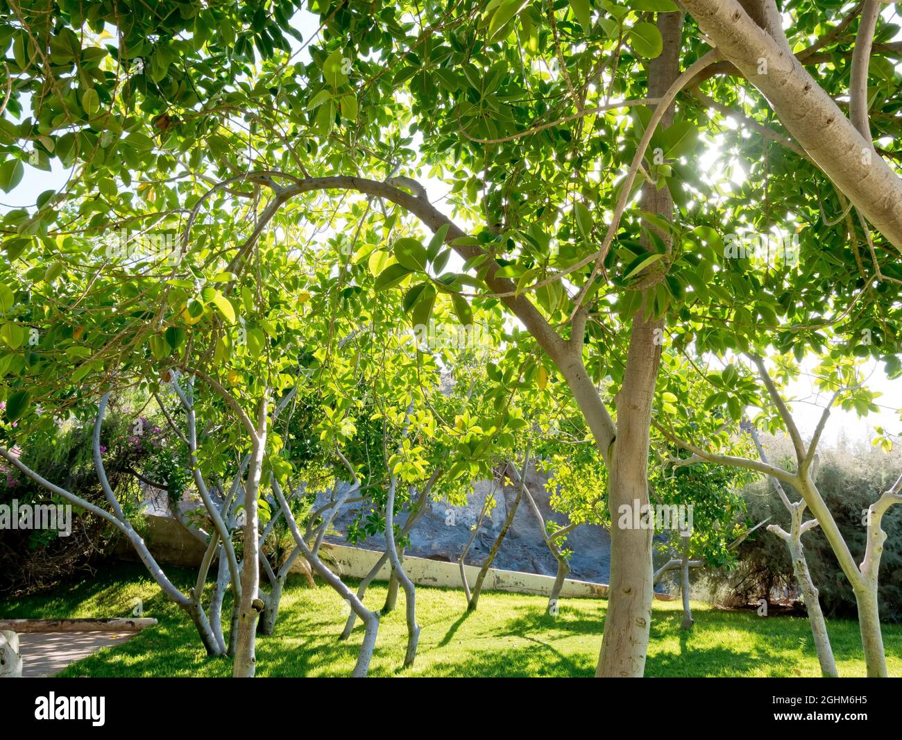 Ficus elastica 'Doescheri' Stock Photo - Alamy