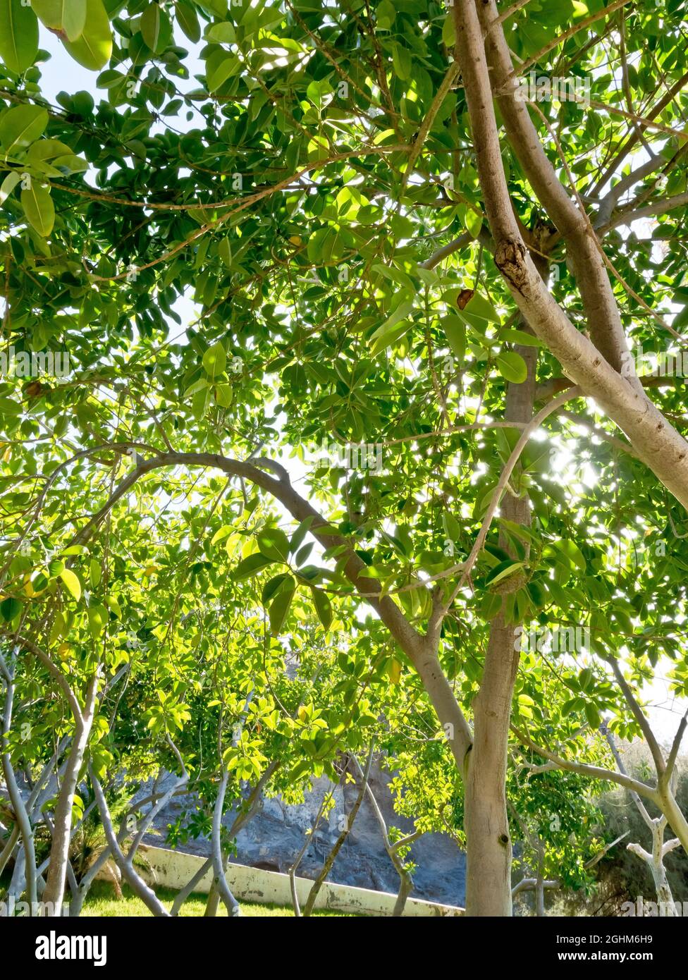 Ficus elastica 'Doescheri' Stock Photo - Alamy