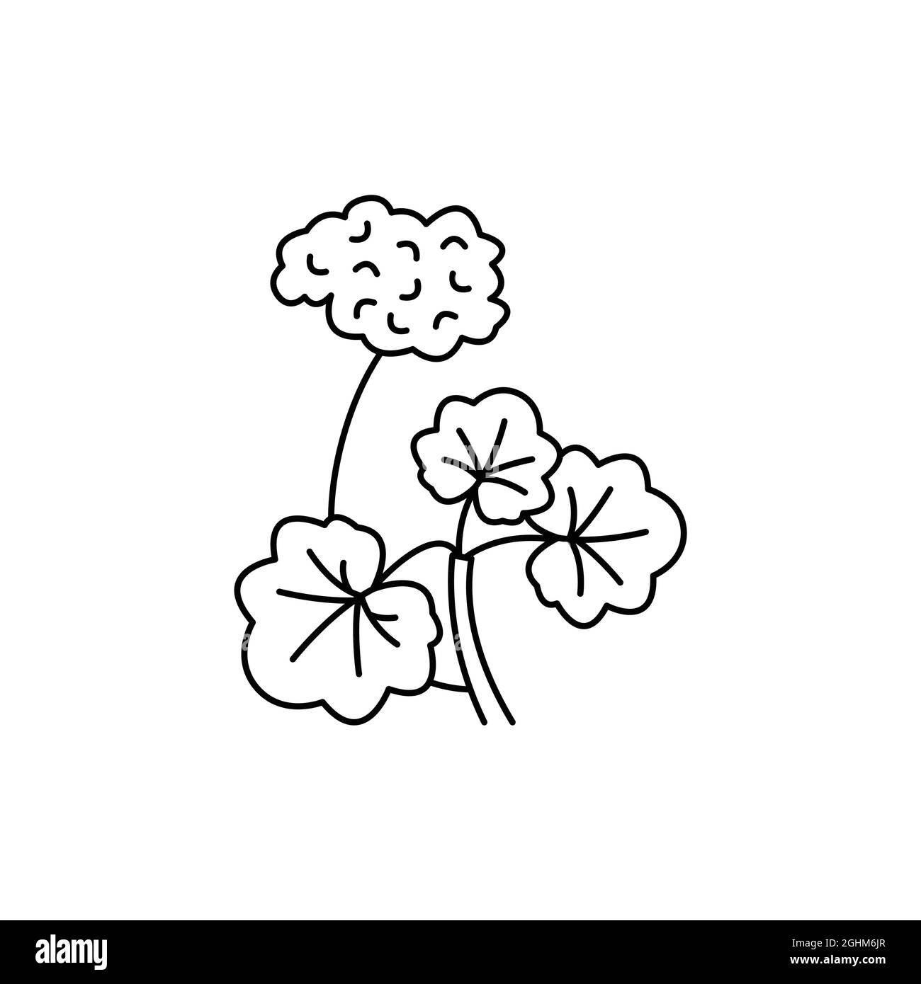 Geranium oil Stock Vector Images - Alamy