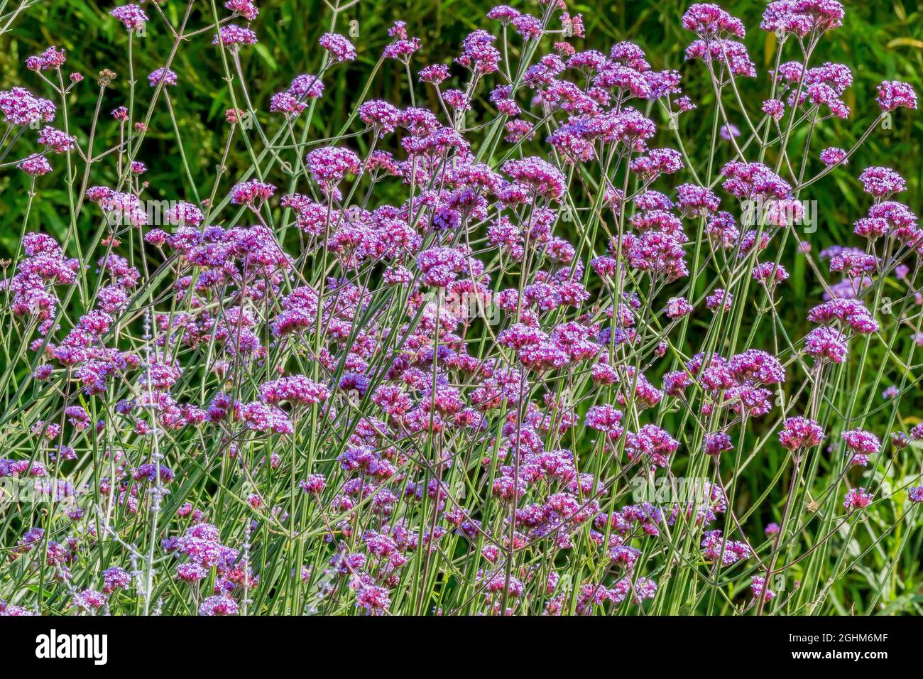 Verbena sp verbenaceae hi-res stock photography and images - Alamy