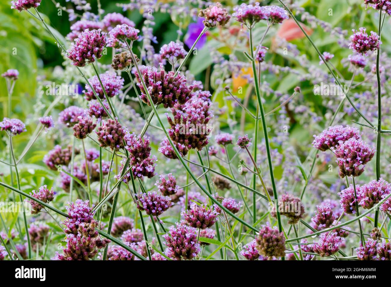 Verbena sp verbenaceae hi-res stock photography and images - Alamy