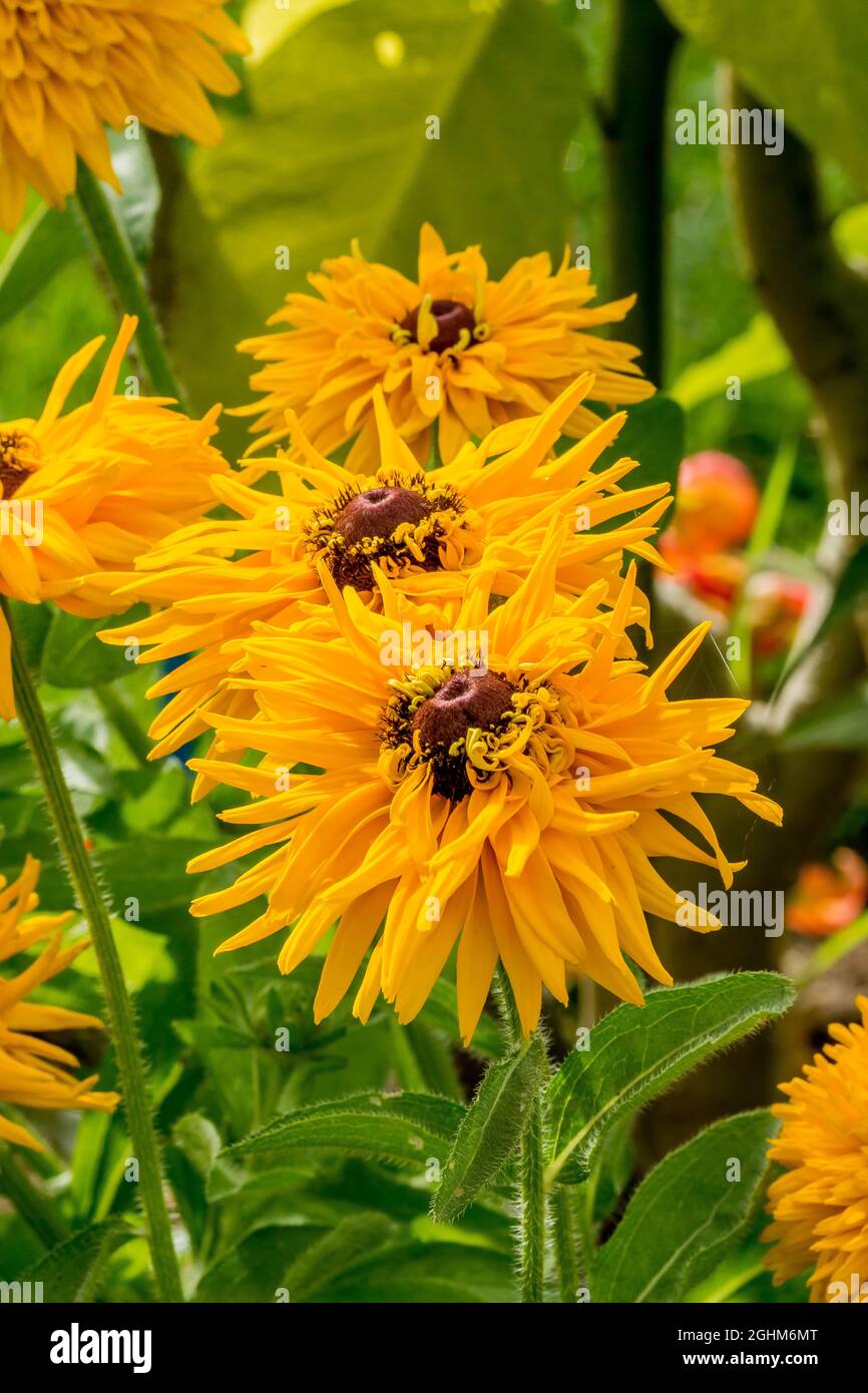 Black-eyed Susan 'Maya' in bloom in a garden Stock Photo - Alamy