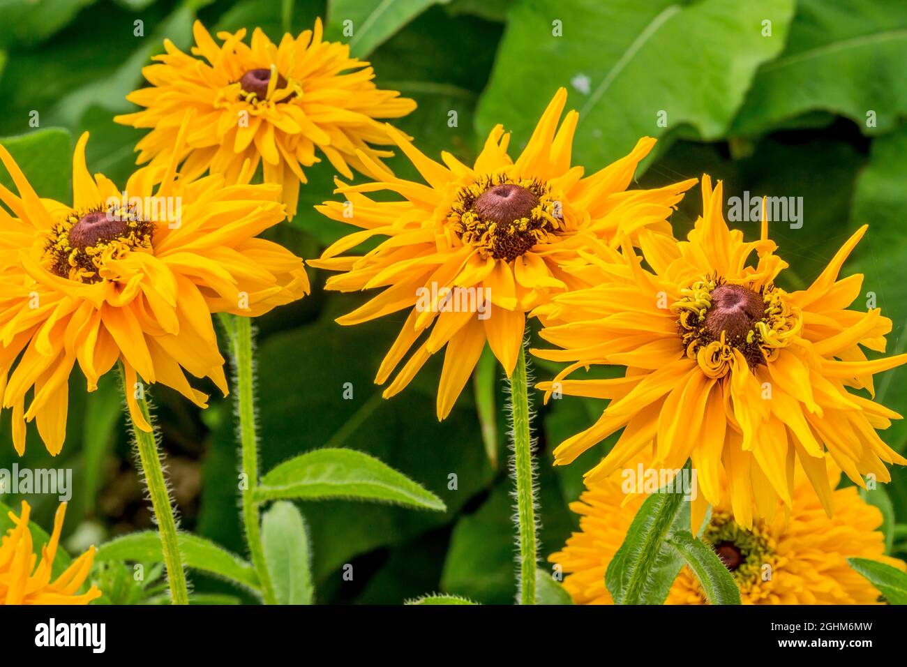 Black-eyed Susan 'Maya' in bloom in a garden Stock Photo - Alamy