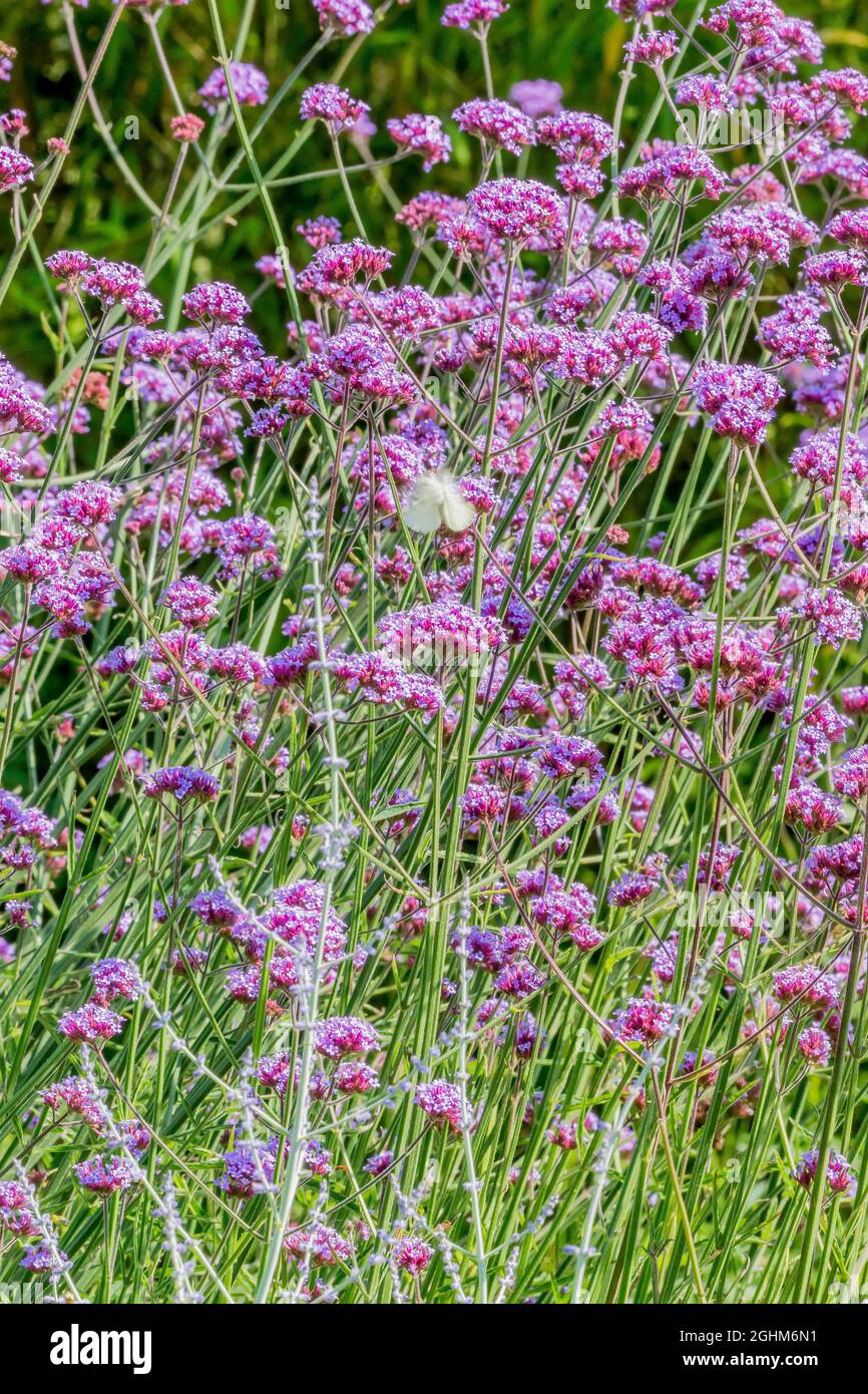 Purpletop vervains verbena bonariensis hi-res stock photography and ...