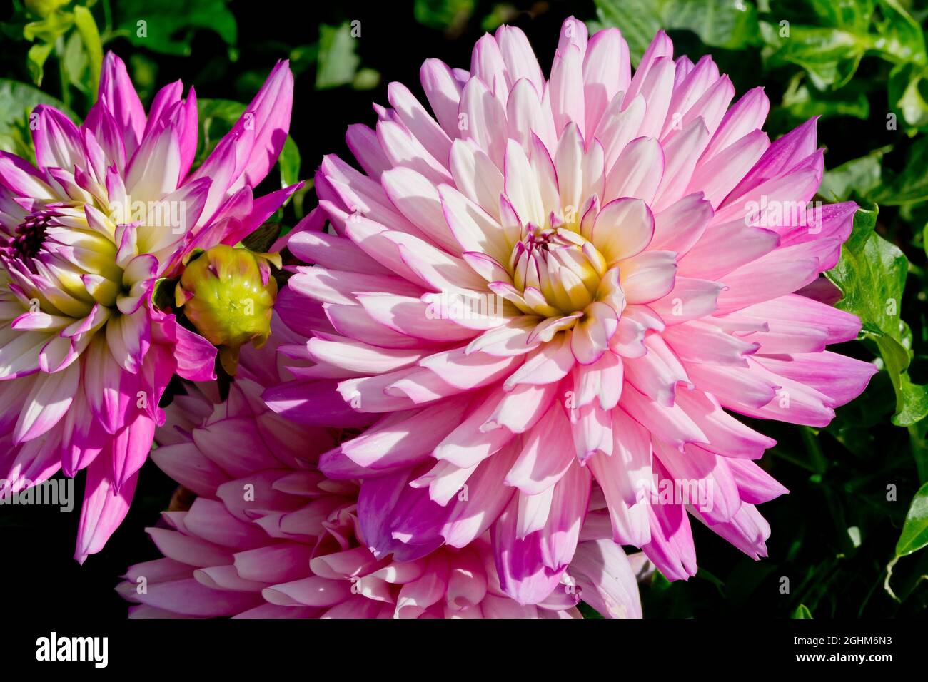 Dahlia 'Aztec Veracruz' in bloom in a garden Stock Photo - Alamy