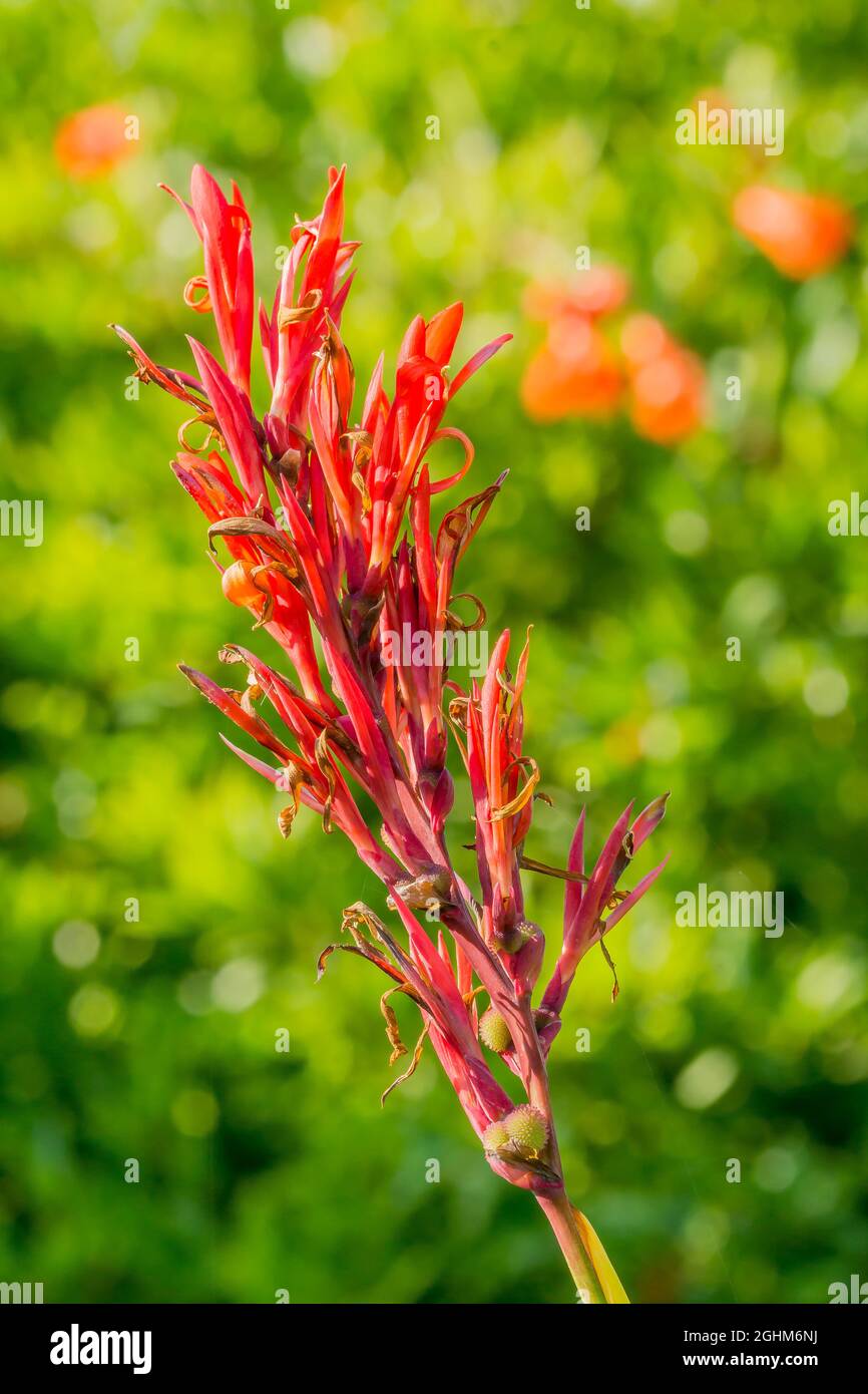 Canna canna indica hi-res stock photography and images - Alamy