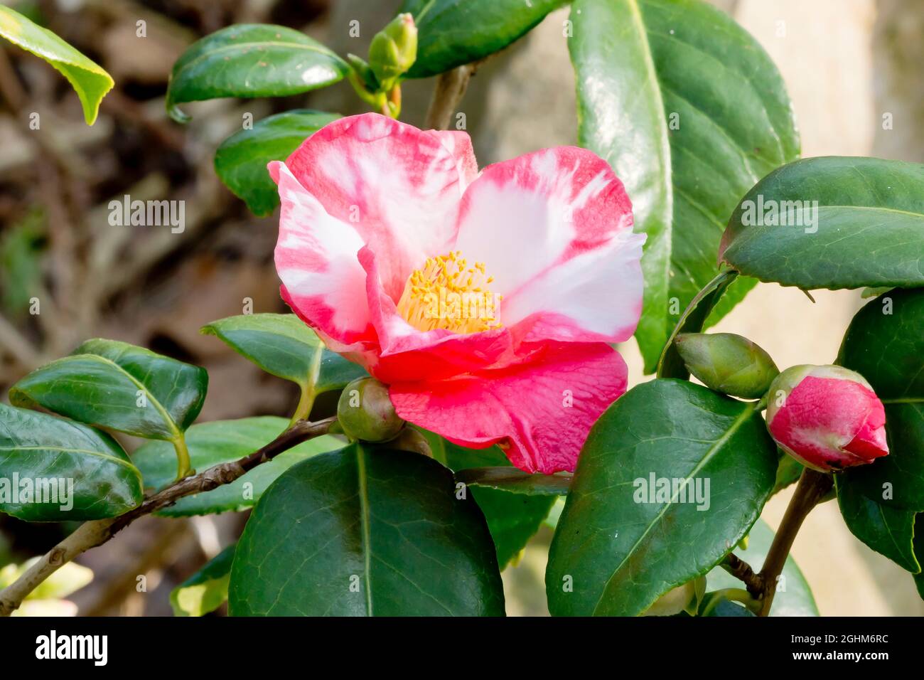The max family garden hi-res stock photography and images - Alamy