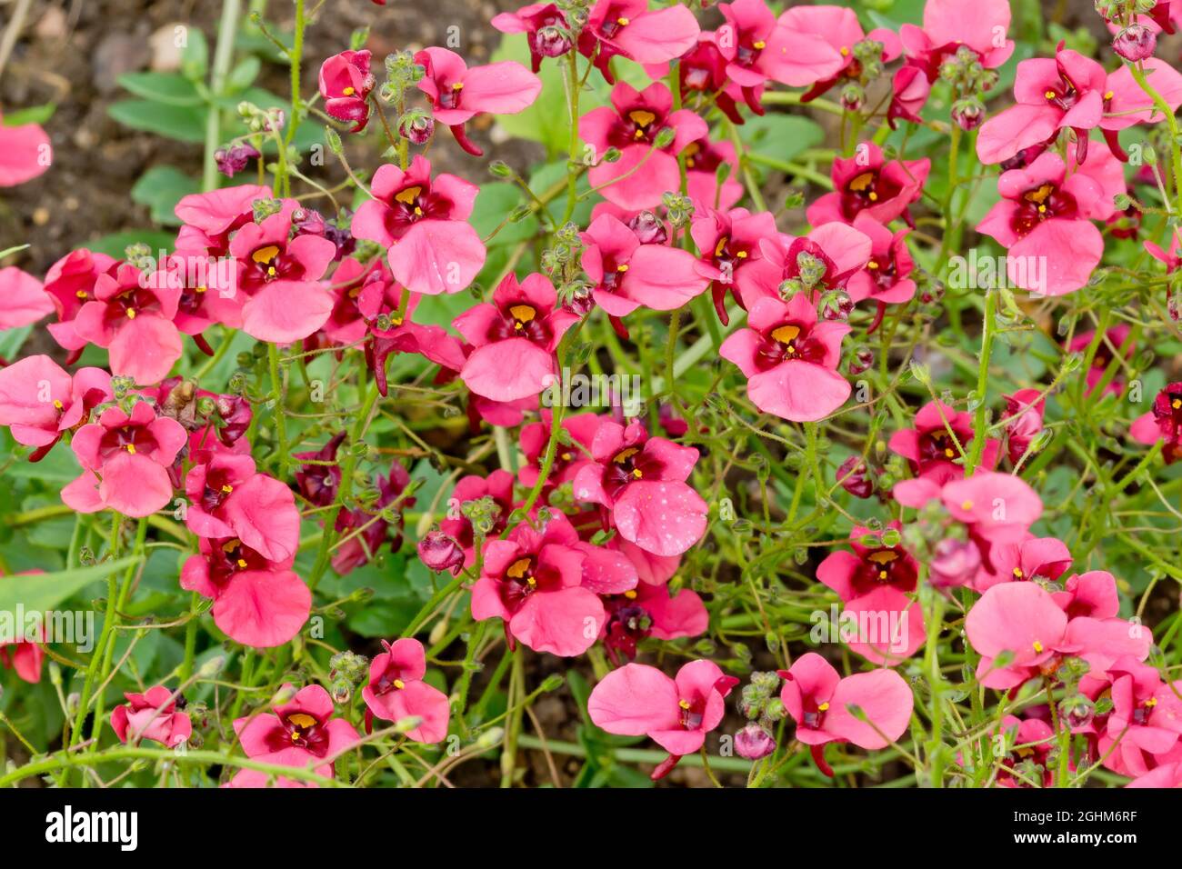 Diascia barberae 'Ruby Field' Stock Photo - Alamy