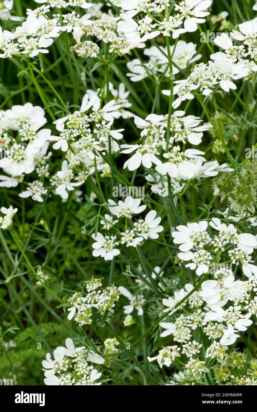 Orlaya orlaya sp hi-res stock photography and images - Alamy