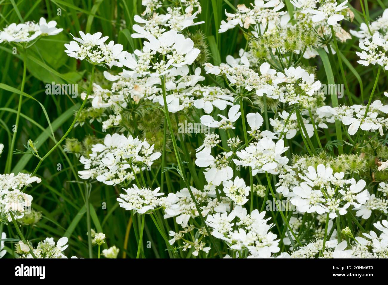 Orlaya orlaya sp hi-res stock photography and images - Alamy