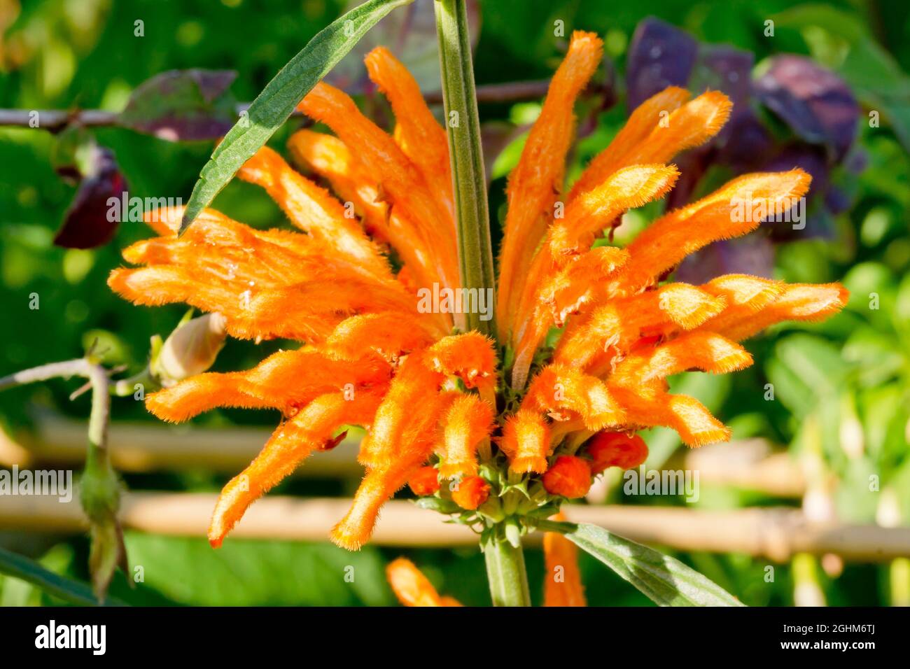 Leonotis leonurus lions tail hi-res stock photography and images - Alamy