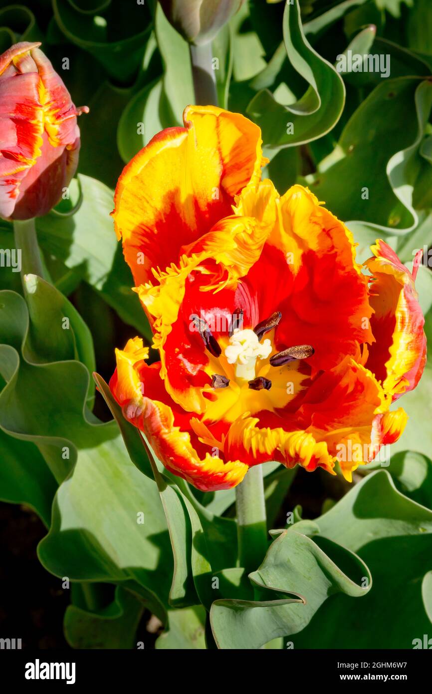 Parrot tulip 'Orange Favorite' in bloom in a garden Stock Photo - Alamy