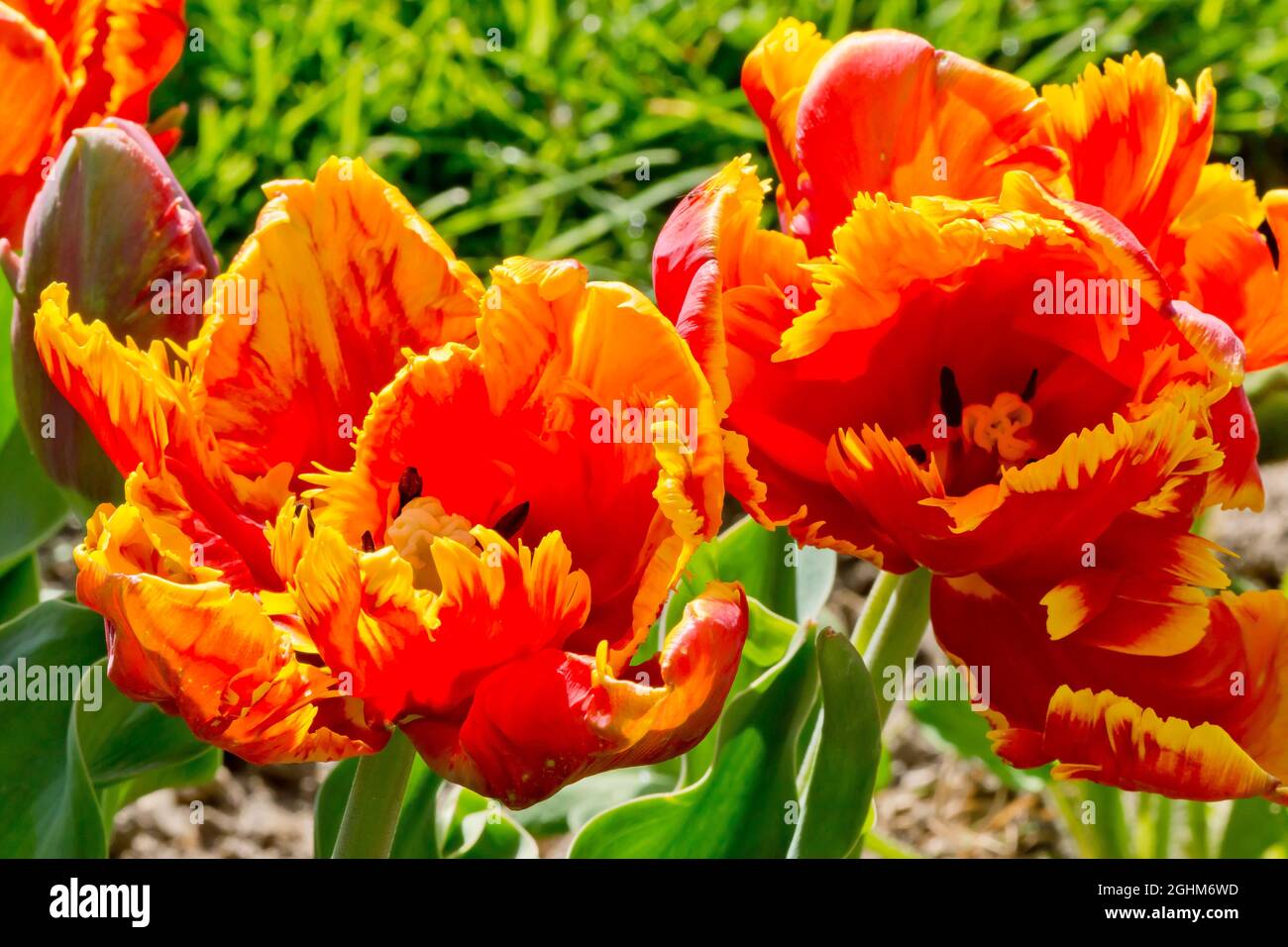 Parrot tulip 'Orange Favorite' in bloom in a garden Stock Photo - Alamy