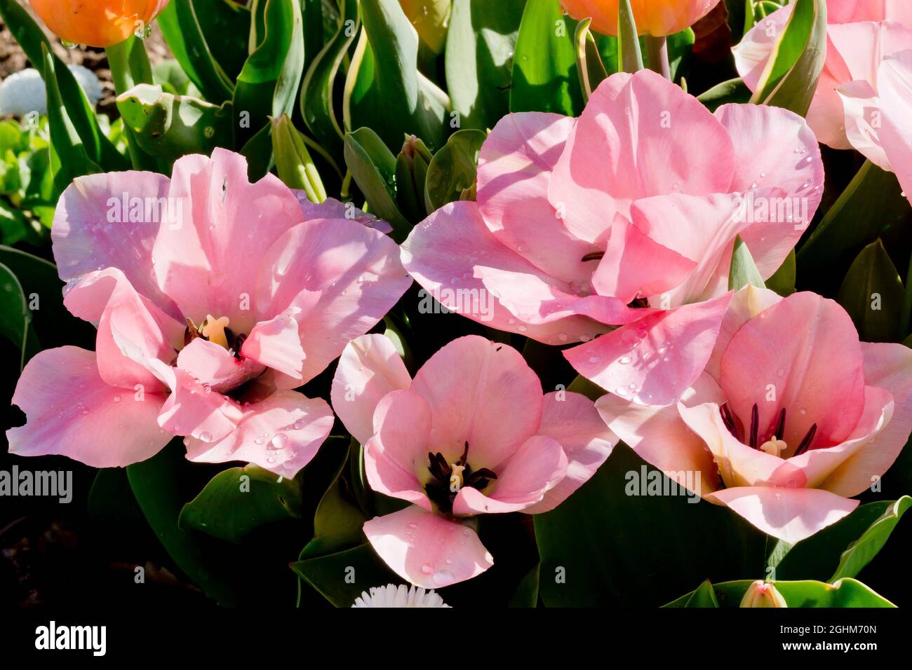 Tulip 'Candy Prince' in bloom in a garden Stock Photo - Alamy