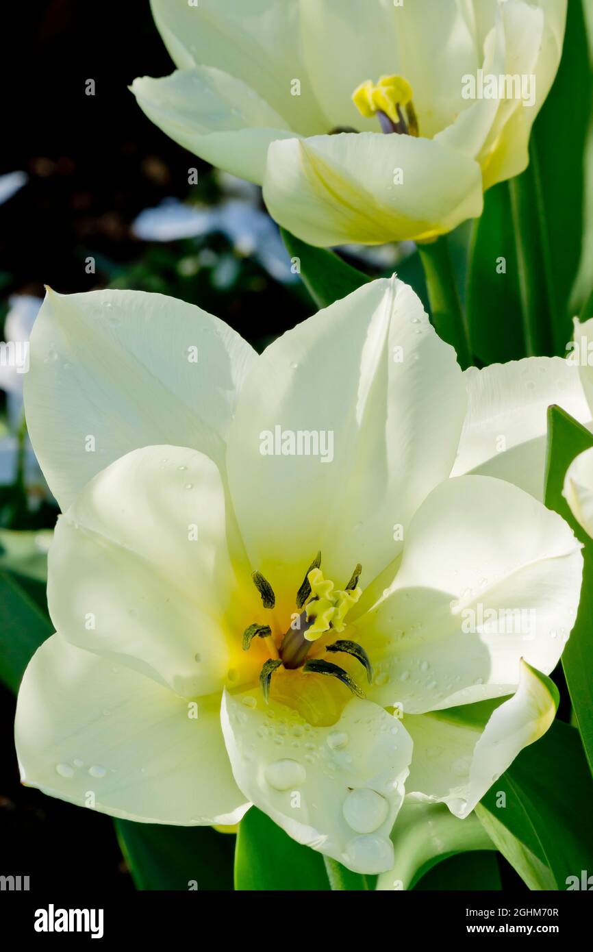 Foster tulip 'White Emperor' in bloom in a garden Stock Photo - Alamy