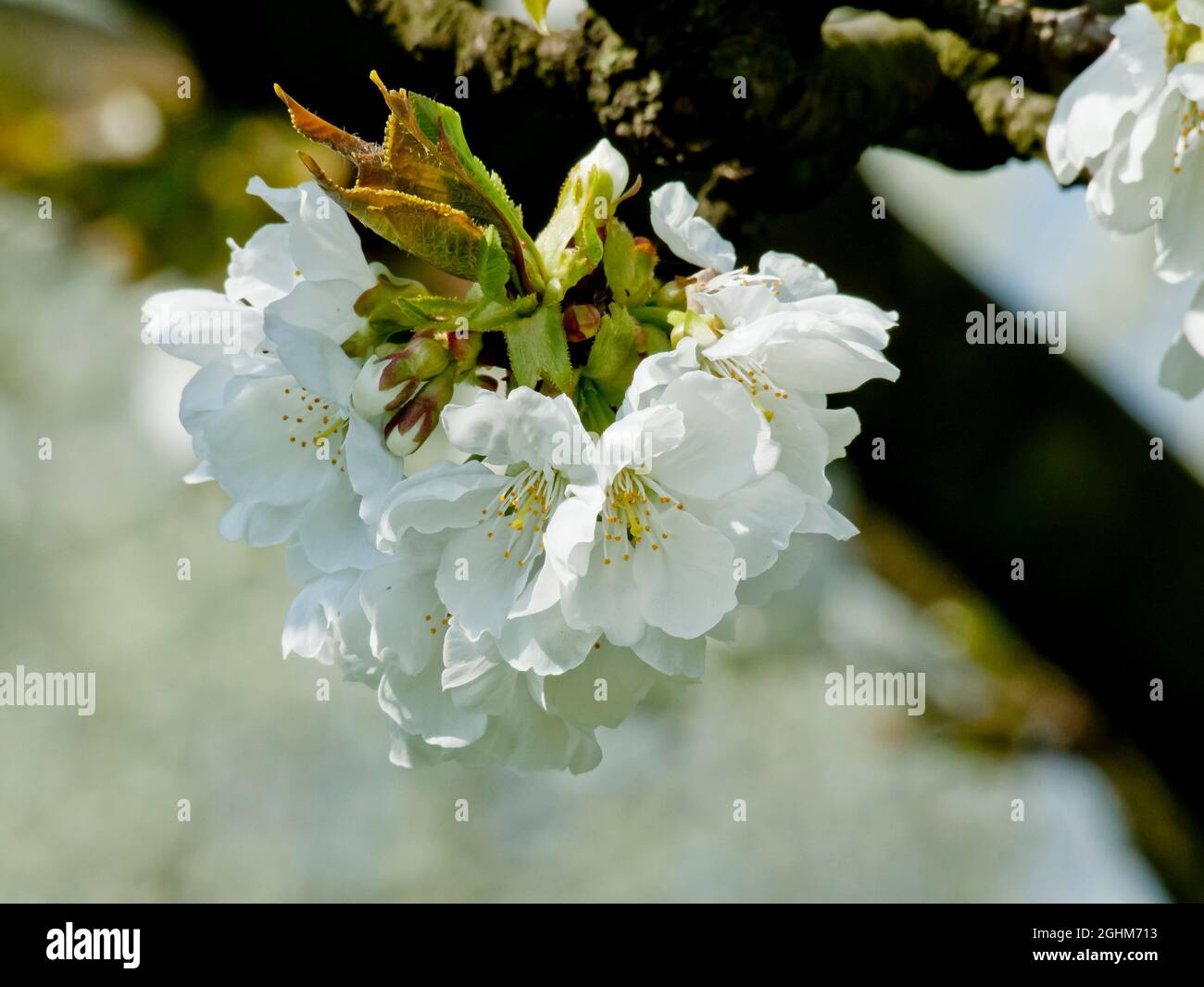 Burlat hi-res stock photography and images - Alamy