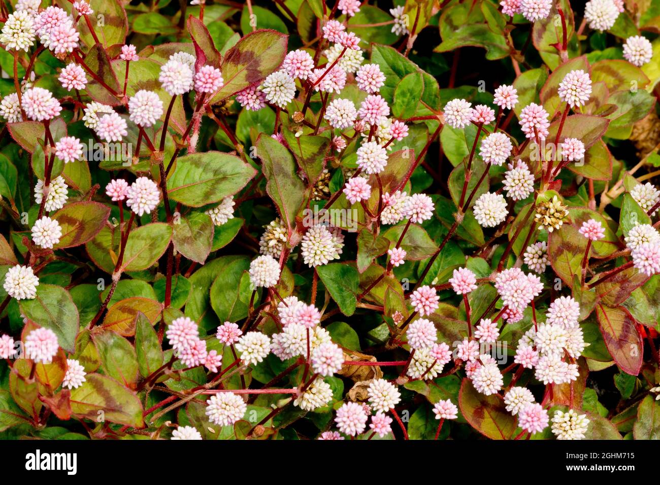 Persicaria capitatum 'Pink Pinheads' Stock Photo - Alamy