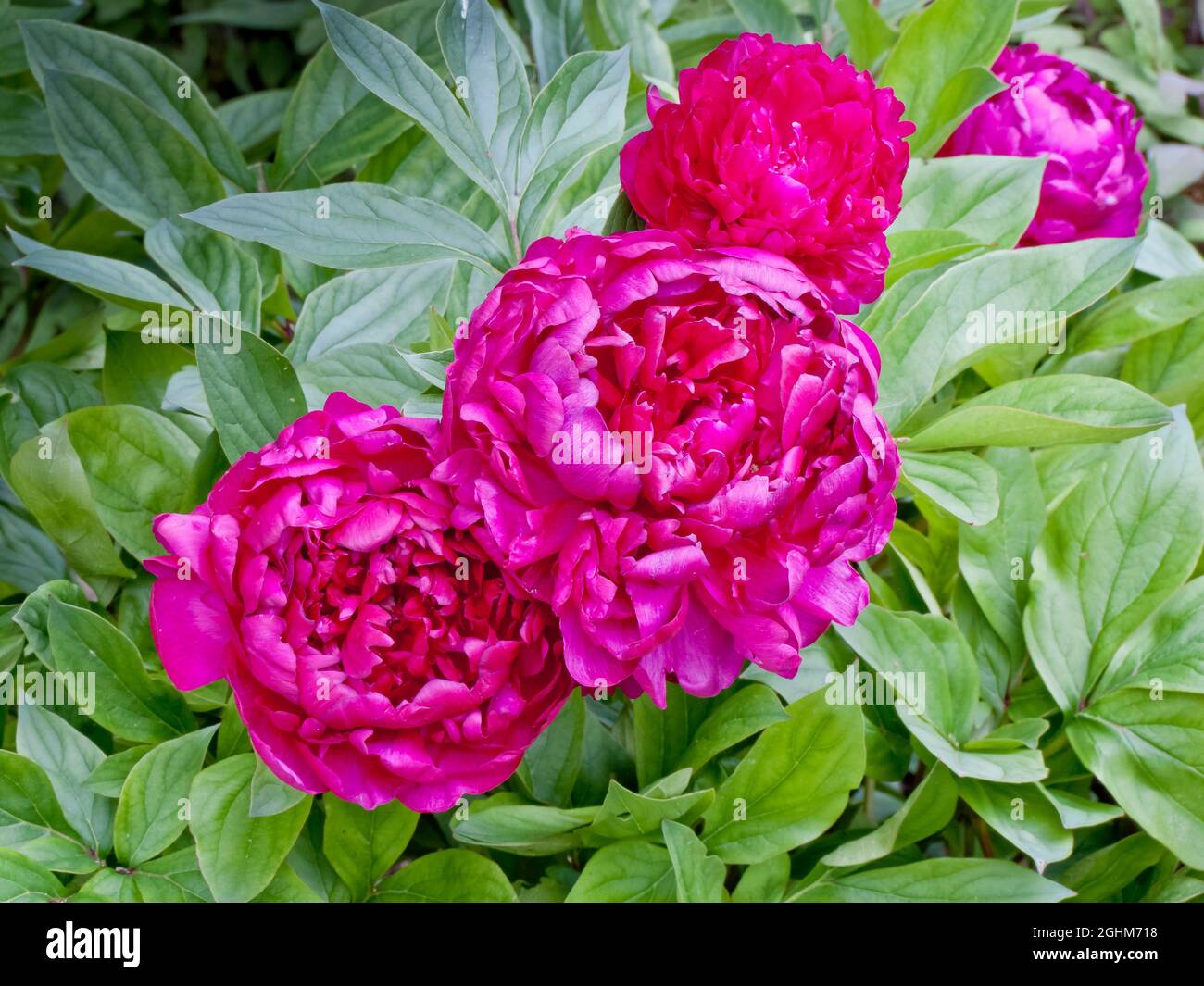Peony 'Peter Brand' in bloom in a garden Stock Photo - Alamy