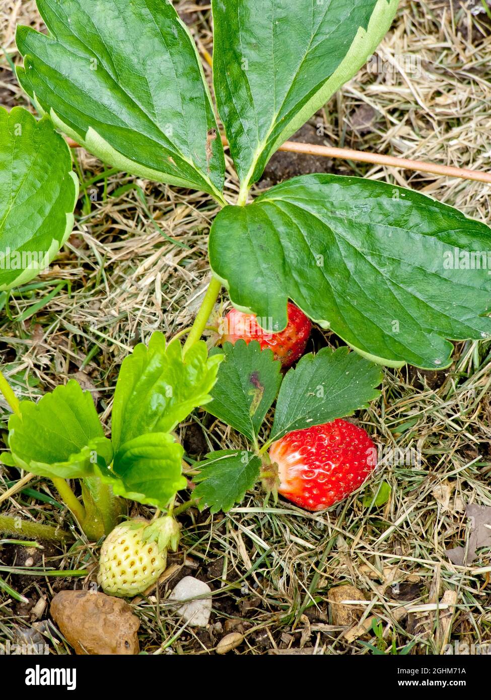 Strawberries fragaria sp hi-res stock photography and images - Alamy