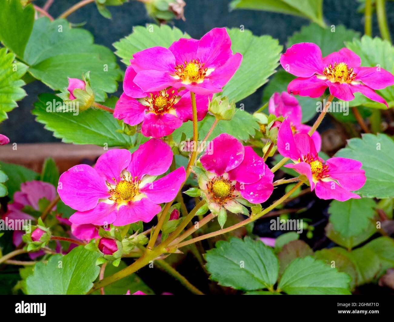 Strawberries fragaria sp hi-res stock photography and images - Alamy