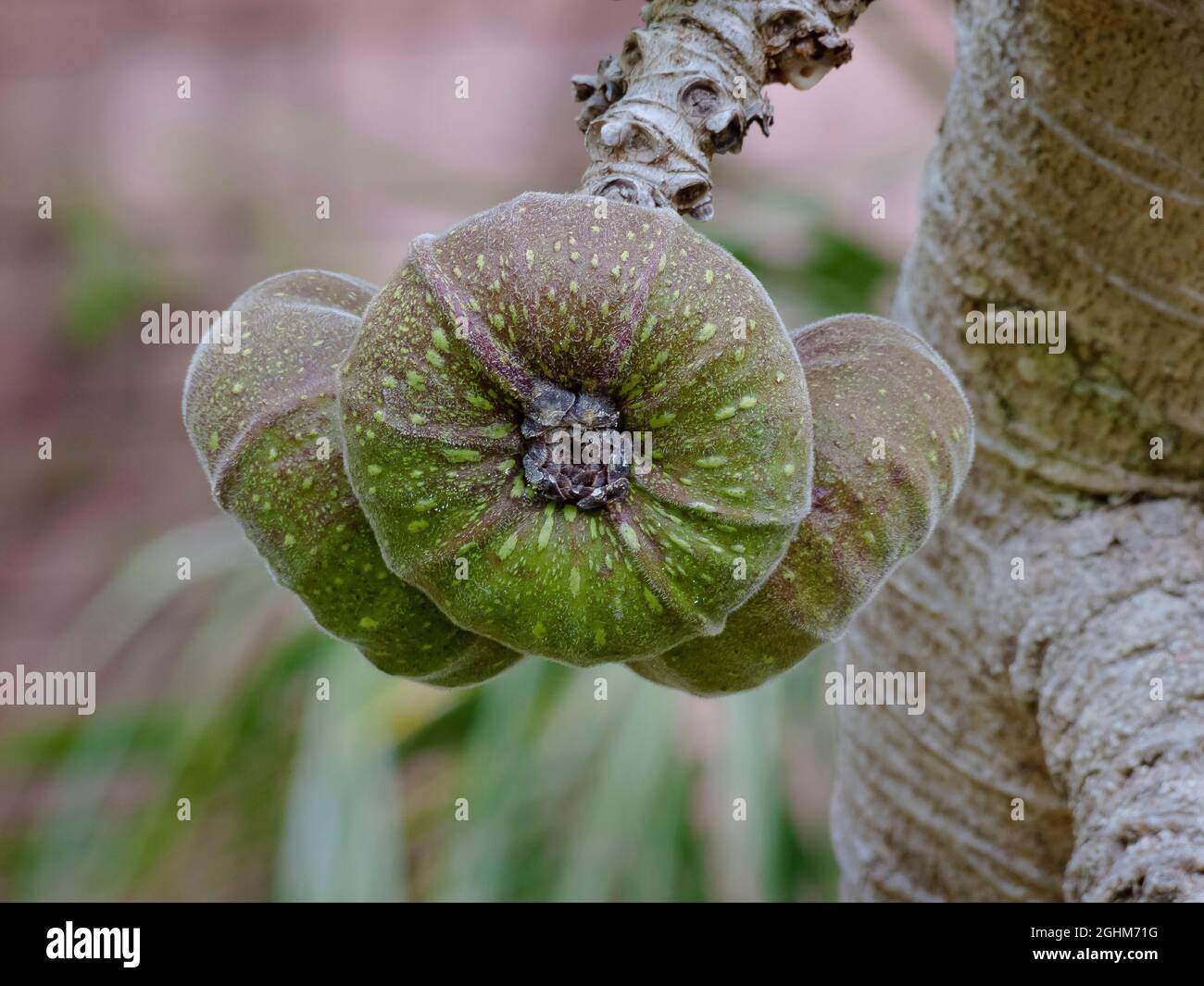 Roxburghs fig tree hi-res stock photography and images - Alamy